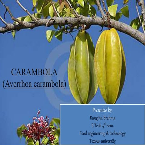 Mango maturity and ripeness guide | PDF