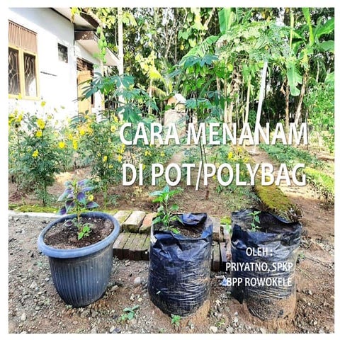 CARA MENANAM di pot atau polybag.pptx