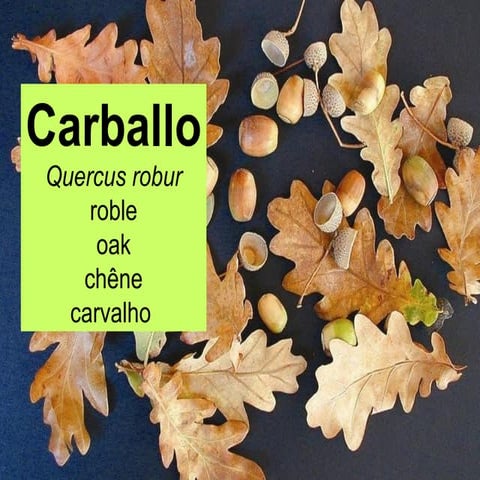 Carballo (Quercus robur) | PPT