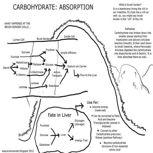 Carbohydrate absorption | PDF