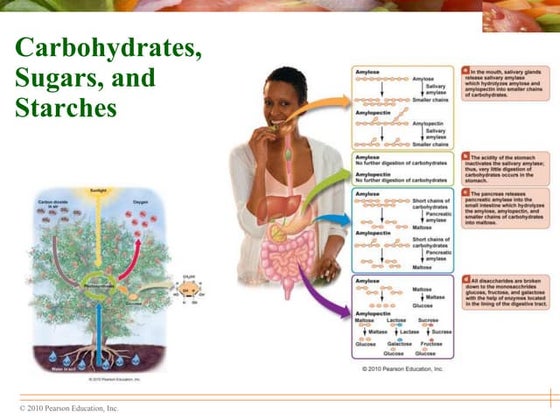 carbohydrate123.pptx
