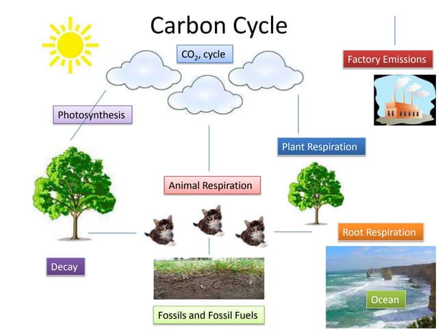 Diagram Of Carbon Cycle For Kids