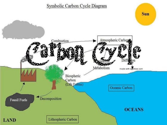 Carbon cycle notes | PDF