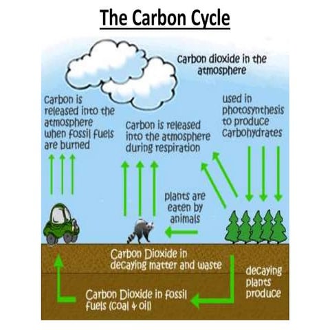 Carbon cycle ppt | PPTX