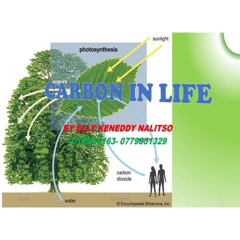 Carbon in life of human beings by @ Elly keny.pdf