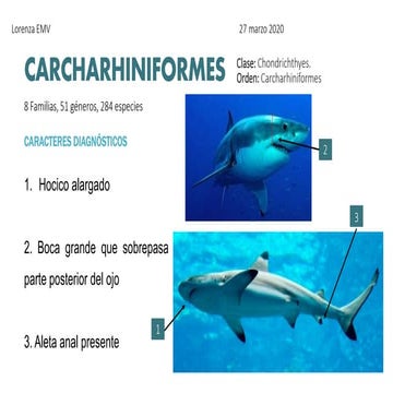 Peces: Orden Carcharhiniformes (Tiburones Cazón, Tintoreras) | PPTX