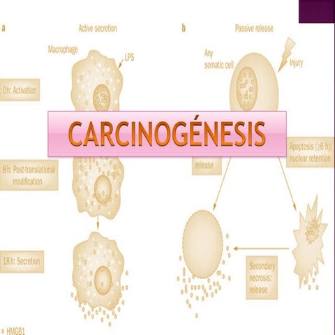 Carcinogénesis | PPT