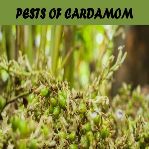 masters seminar monika powerpoint presentation.pptx