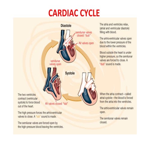 Cardiac cycle | PPT