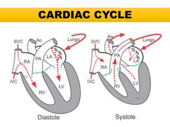 The Cardiac Cycle | PDF