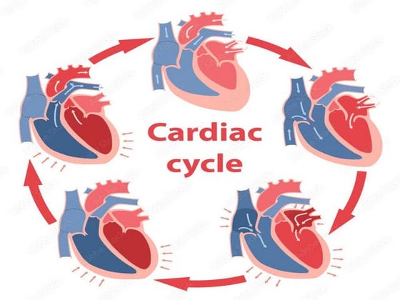 Cardiac Cycle.pptx