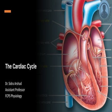 The Events of Cardiac Cycle - Wigger's Diagram | PDF | Heart and ...