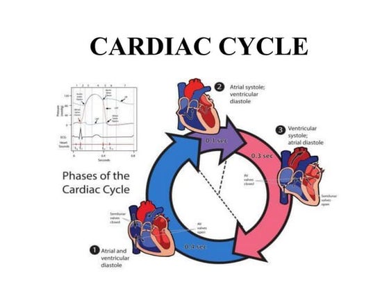 Cardiac cycle- day 4.pptx