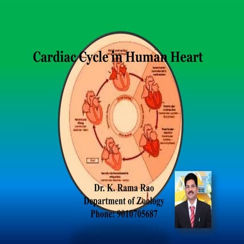 Cardiac cycle (Human Heart) | PPT