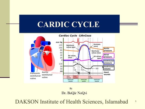 Cardiac Cycle Physiology Wiggers diagram.pdf | Heart and Cardiovascular ...