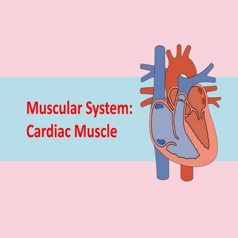 Muscular System: The Cardiac Muscle (Heart) | PPTX