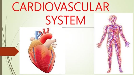 Cardiovascular system of goat | PDF