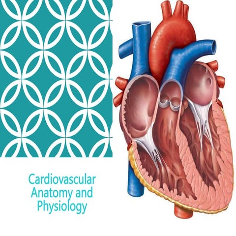 Cardiovascular Anatomy.pptx