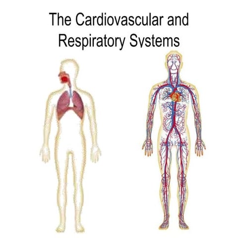 Cardiovascular_and_Respiratory_System.ppt