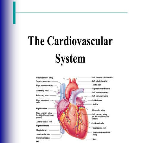 Anatomy of the cardiovascular system . | PPT