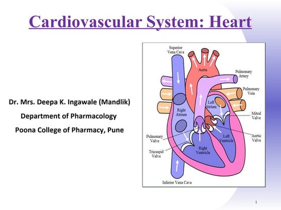 Cardiovascular system | PPT