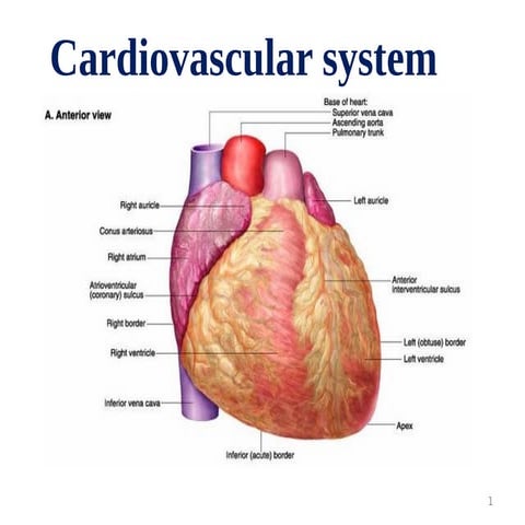 Cardiac mri&slice anatomy | PPT