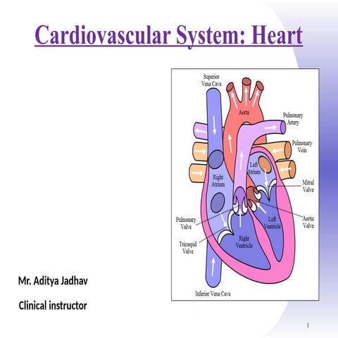 Anatomy of the Cardiovascular system | PPTX