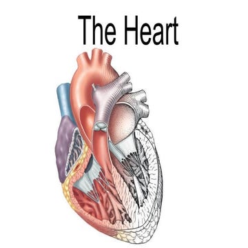 ANATOMY AND PHYSIOLOGY OF THE HEART | PPTX