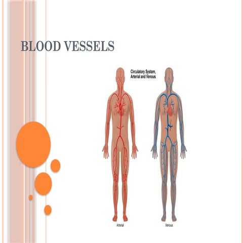 cardiovascular system 5.pptx environmental | PPTX