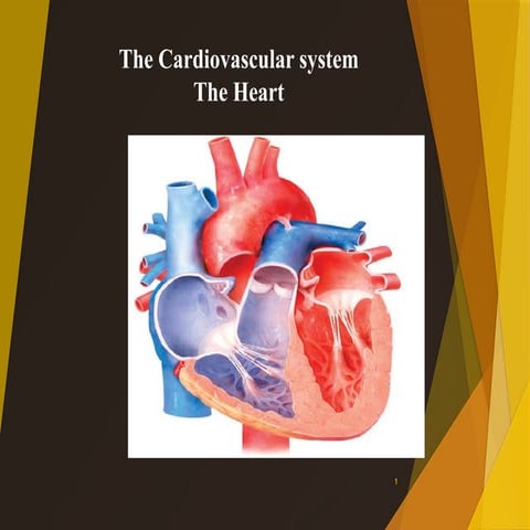 Comprehensive Overview of the Human Heart and Cardiovascular System ...