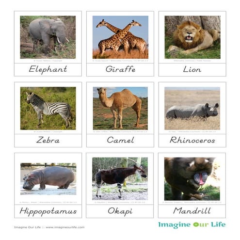 Cards africa-animals | PDF