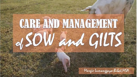Breeding management - Swine | PPTX