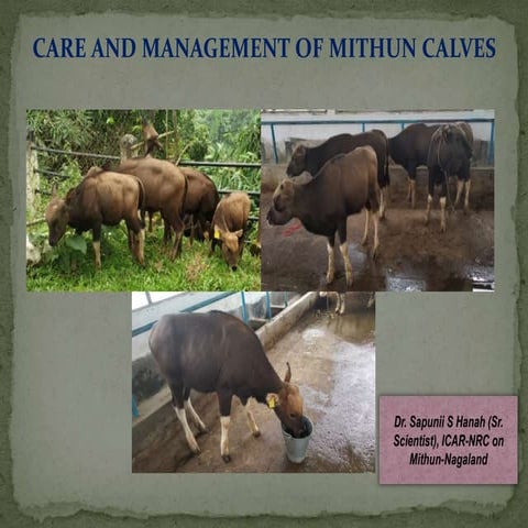 Care & Management of Mithun calves.pptx