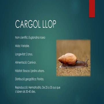 Cargol llop | PPTX