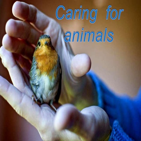 Caring for animals | PPSX