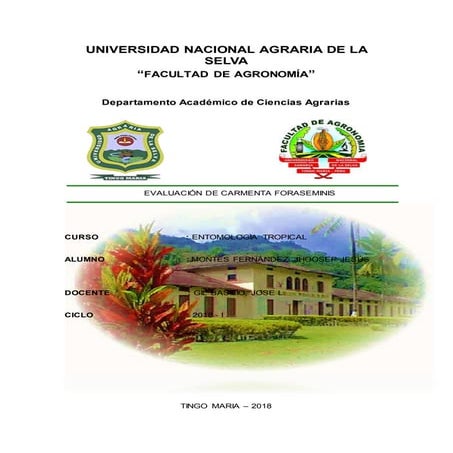 Carmenta foraseminis , curso de entomolgia tropical-Montes F.J.J. | DOCX