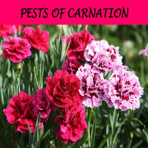 masters seminar monika powerpoint presentation.pptx