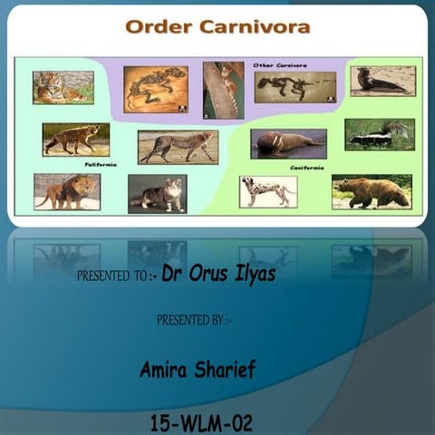 Carnivora | PPT