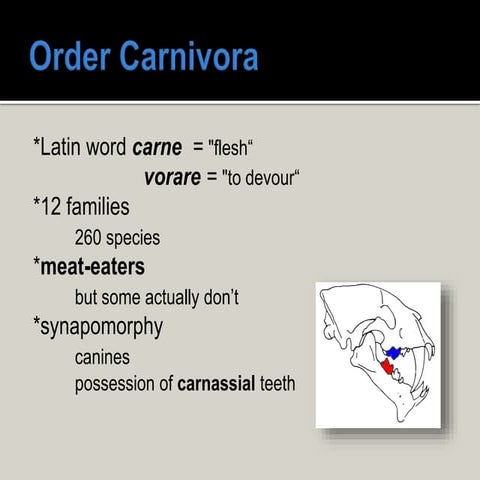 Introduction to Carnivores | PPTX