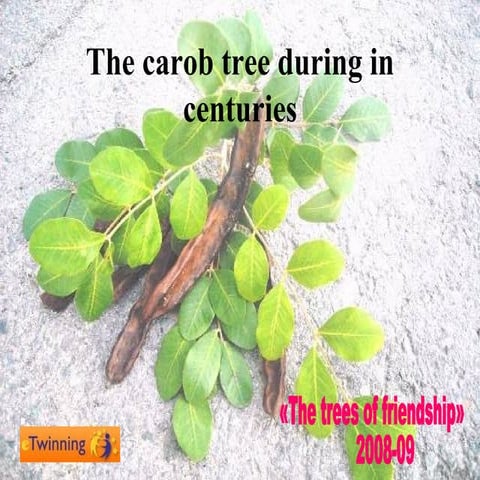 Carob Tree | PPT