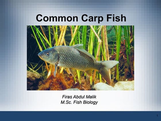 Induced breeding of indian major carps | PPTX