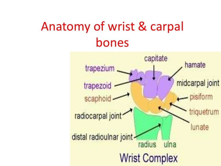anatomy of wrist and carpal bones