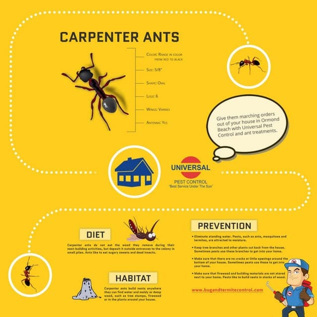 Carpenter ants | PDF