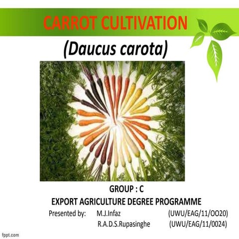 Carrot | PPTX