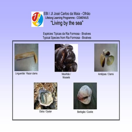 Bivalves | PDF