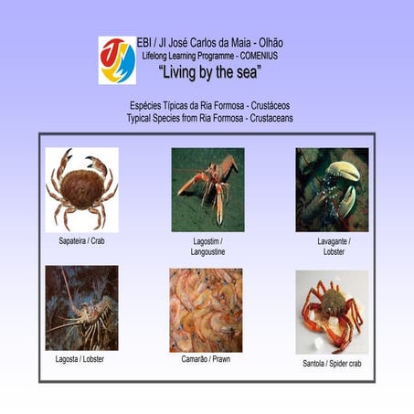 Crustaceans | PDF