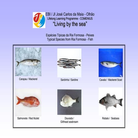 Fish | PDF