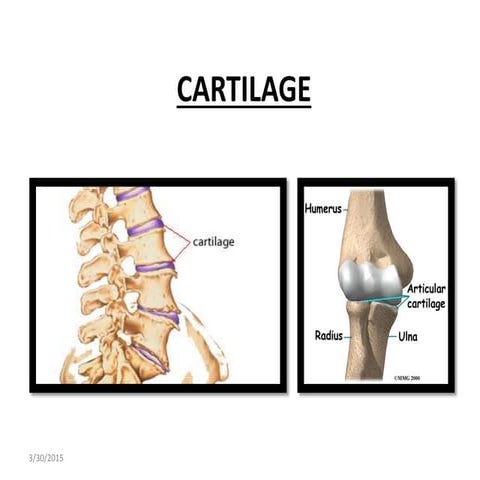 Cartilage (1) | PPTX