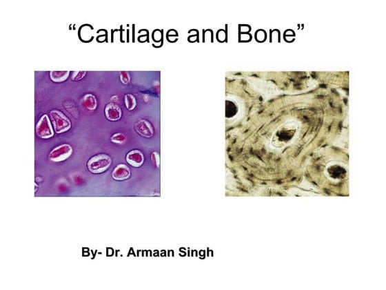 Bone - Prac. Histology | PPT