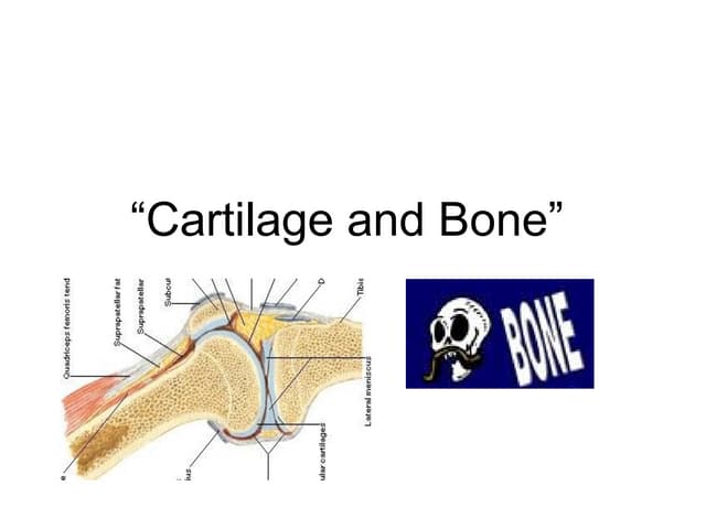 CARTILAGE | PPTX